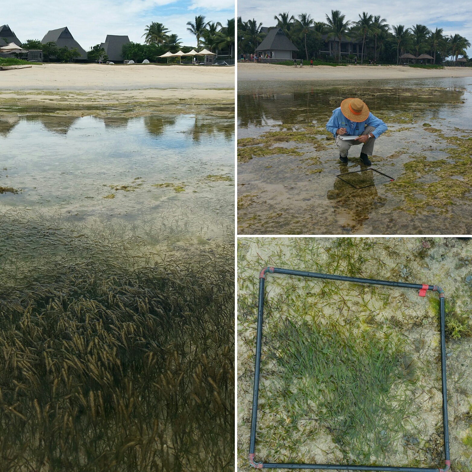 Global Seagrass Monitoring | Seagrass Data Collection | Seagrass-Watch